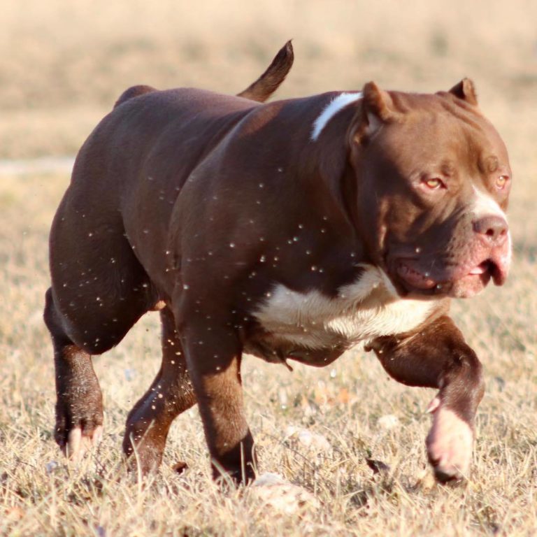 XL Bully Studs Archives - XL American Bully Breeders in NW Ohio