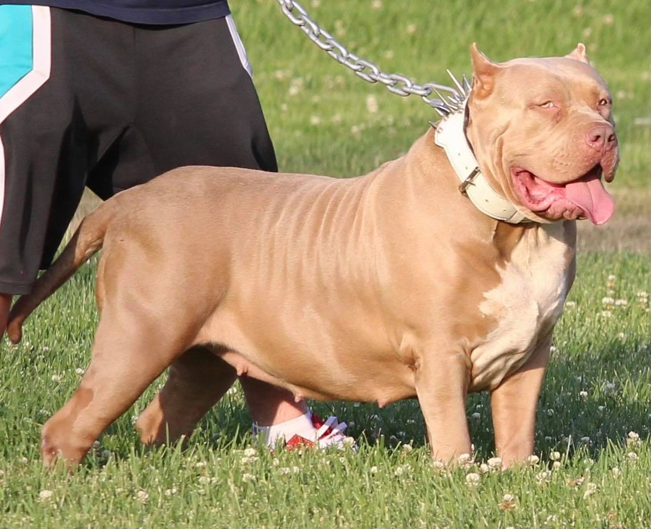 XL Bully Females Archives - XL American Bully Breeders in NW Ohio