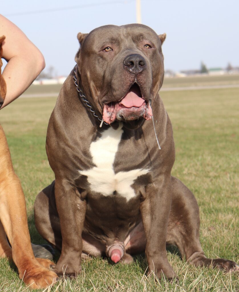 XL Bully Studs Archives - XL American Bully Breeders in NW Ohio