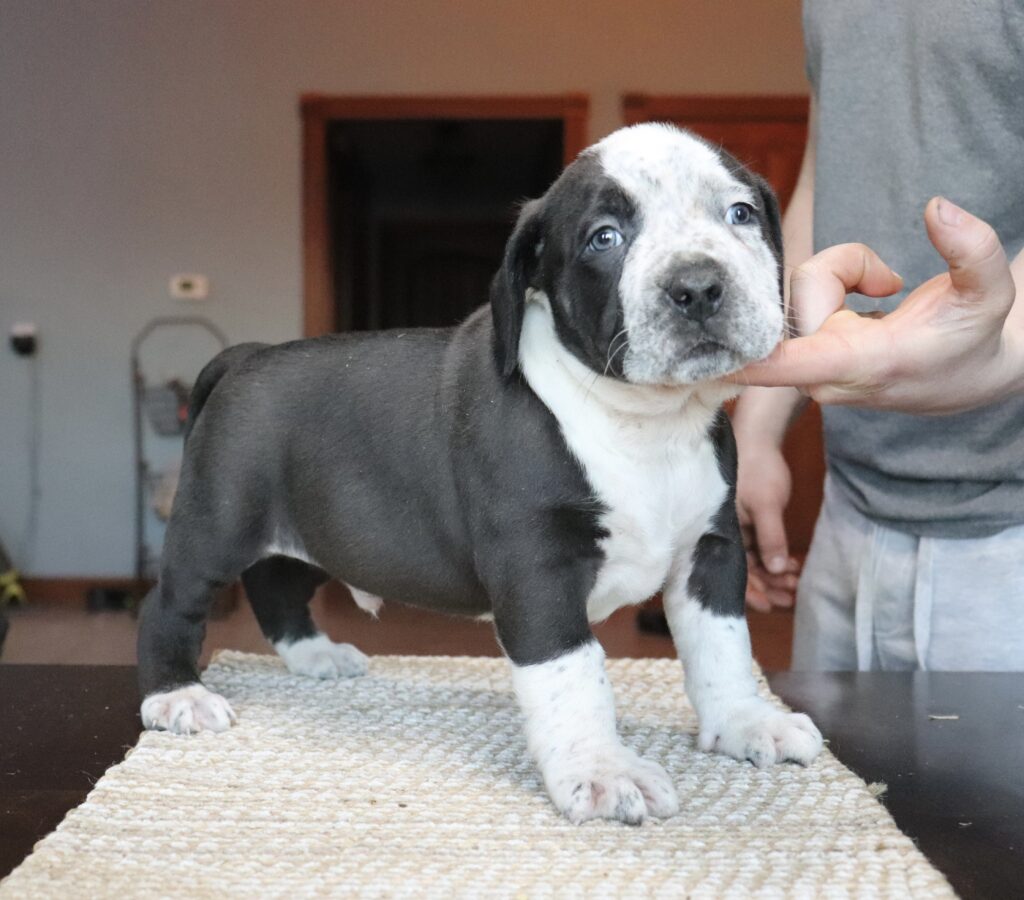 XL Bully Puppies Archives - XL American Bully Breeders in NW Ohio