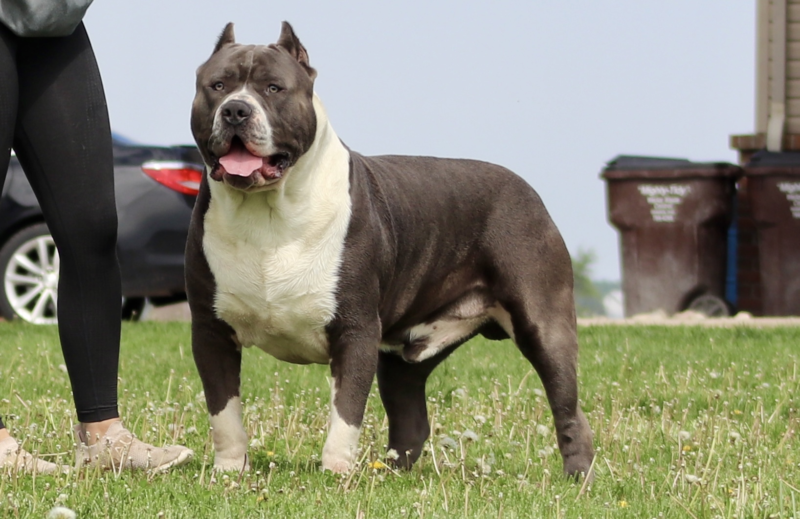 XL Bully Studs Archives - XL American Bully Breeders in NW Ohio