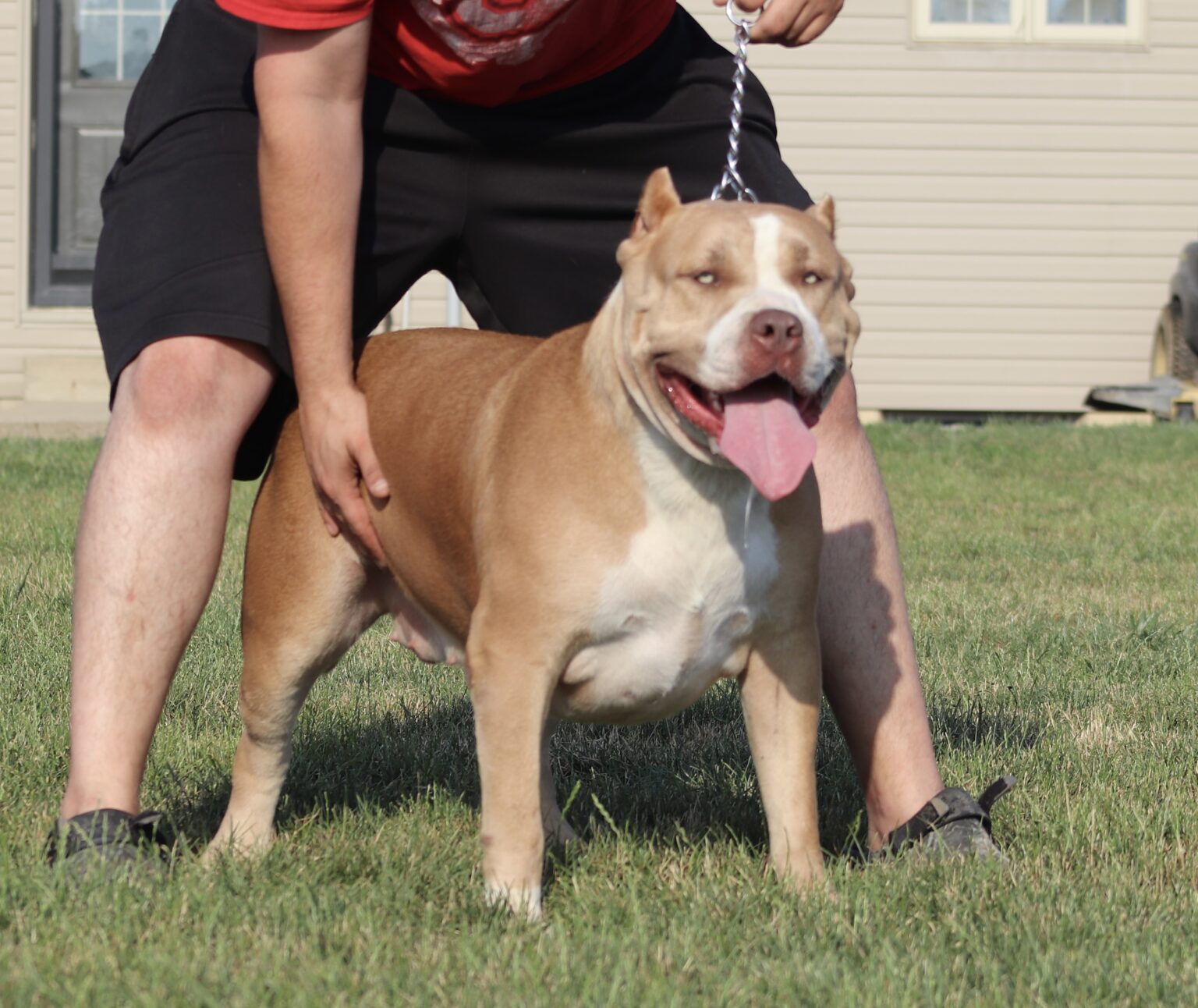 XL Bully Adults Archives - XL American Bully Breeders in NW Ohio