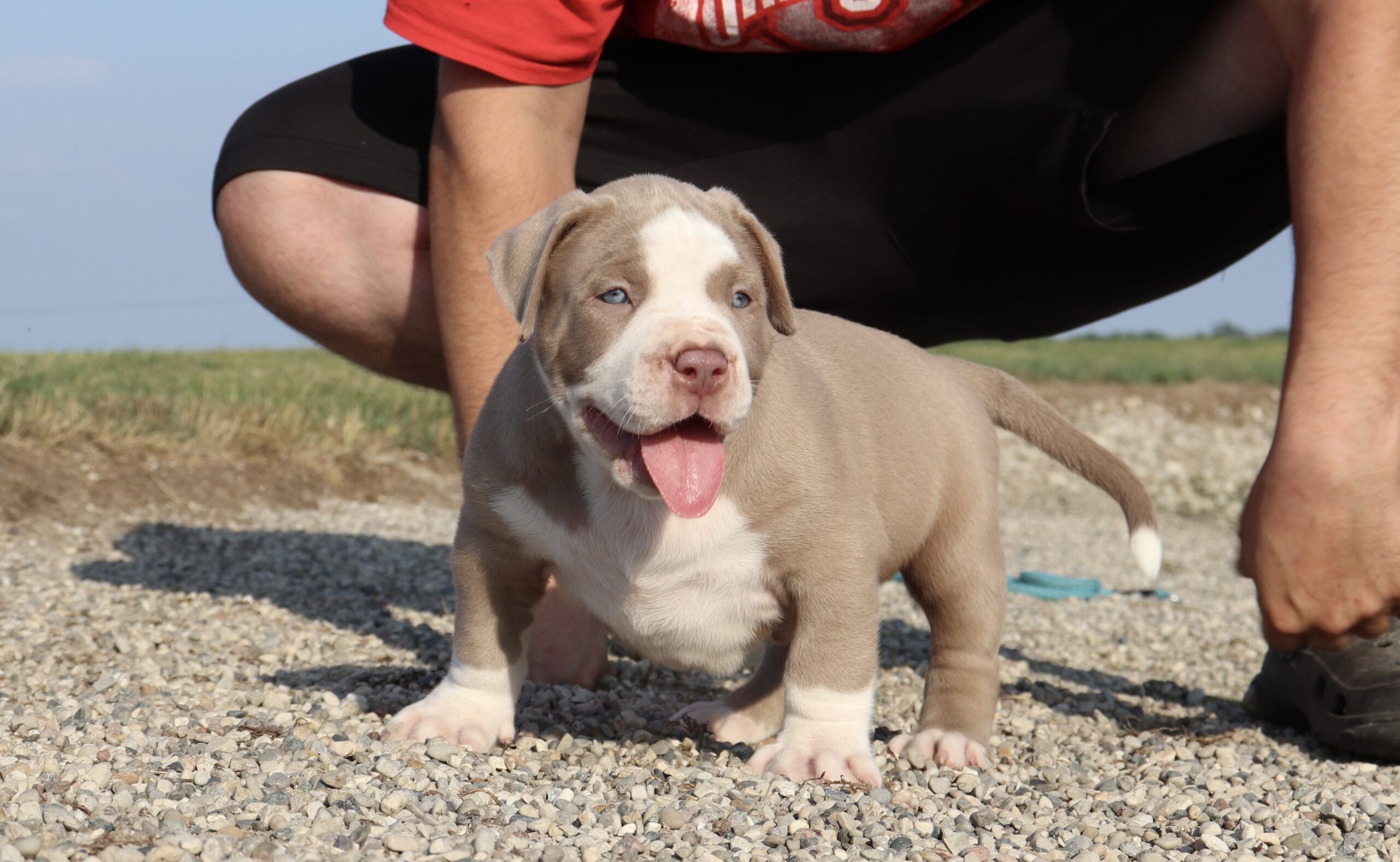 XL Bully Puppies Archives - XL American Bully Breeders in NW Ohio