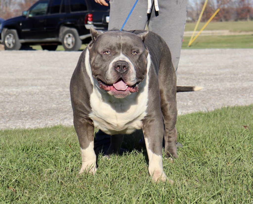 XL Bully Studs Archives - XL American Bully Breeders in NW Ohio