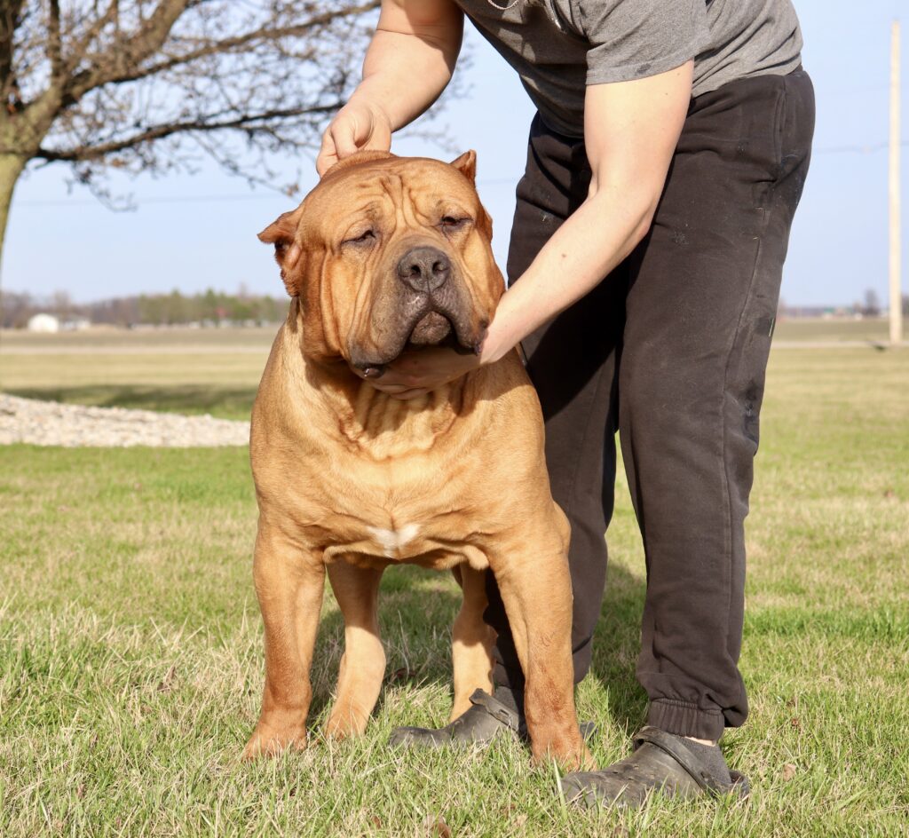 XL Bully Studs Archives - XL American Bully Breeders in NW Ohio