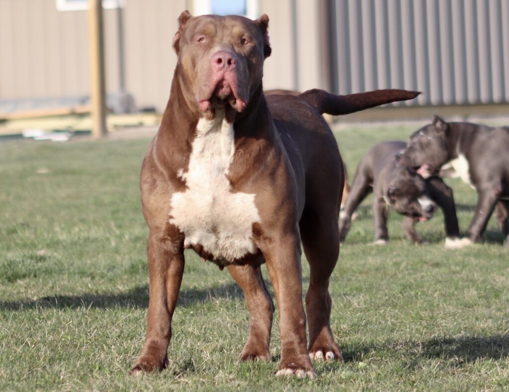 XL Bully Adults Archives - XL American Bully Breeders in NW Ohio